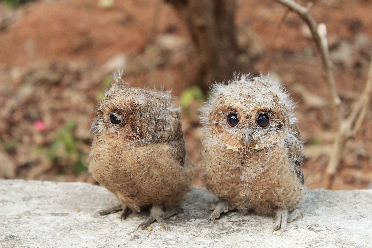 Storytime: Owl Babies - Belgrade Theatre
